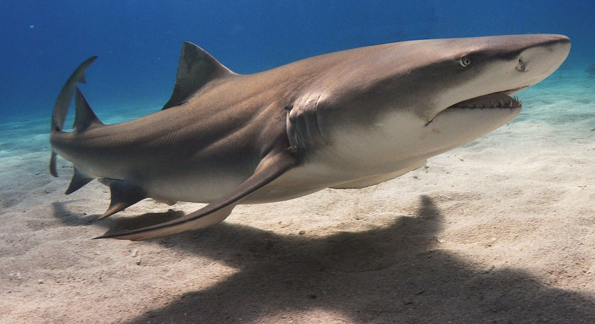 Componente Tiburones, Rayas y Quimeras en Colombia - SiAM