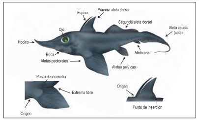 Anatomía Externa Del Tiburón Anatomía De Los Tiburones